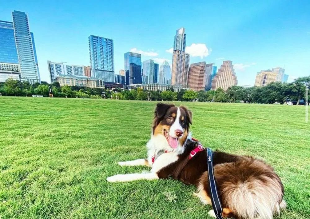 Let Your Pup Run Wild at These Austin Dog Parks – UNATION