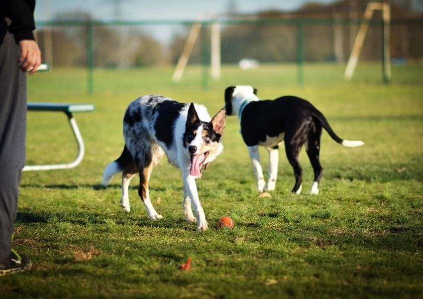Top Dog Parks in Orlando your Pup will Love – UNATION