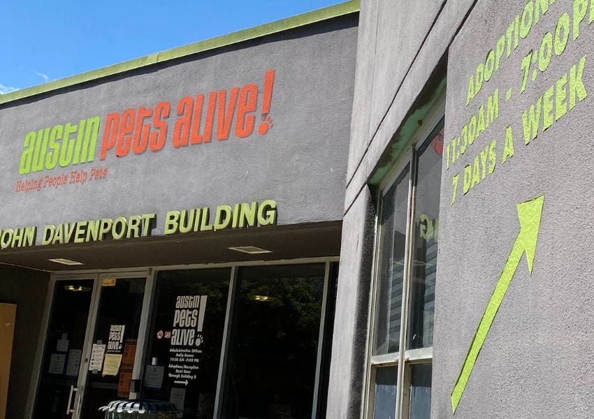 Adopt A Pet This National Adopt Day With Austin Pets Alive