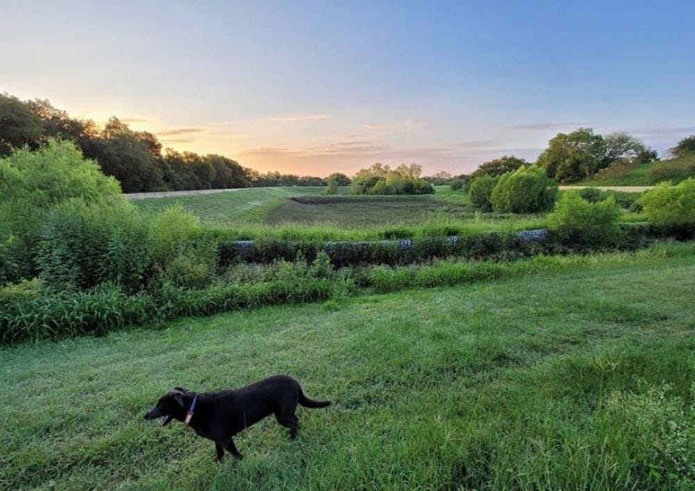 Let Your Pup Run Wild at These Austin Dog Parks – UNATION