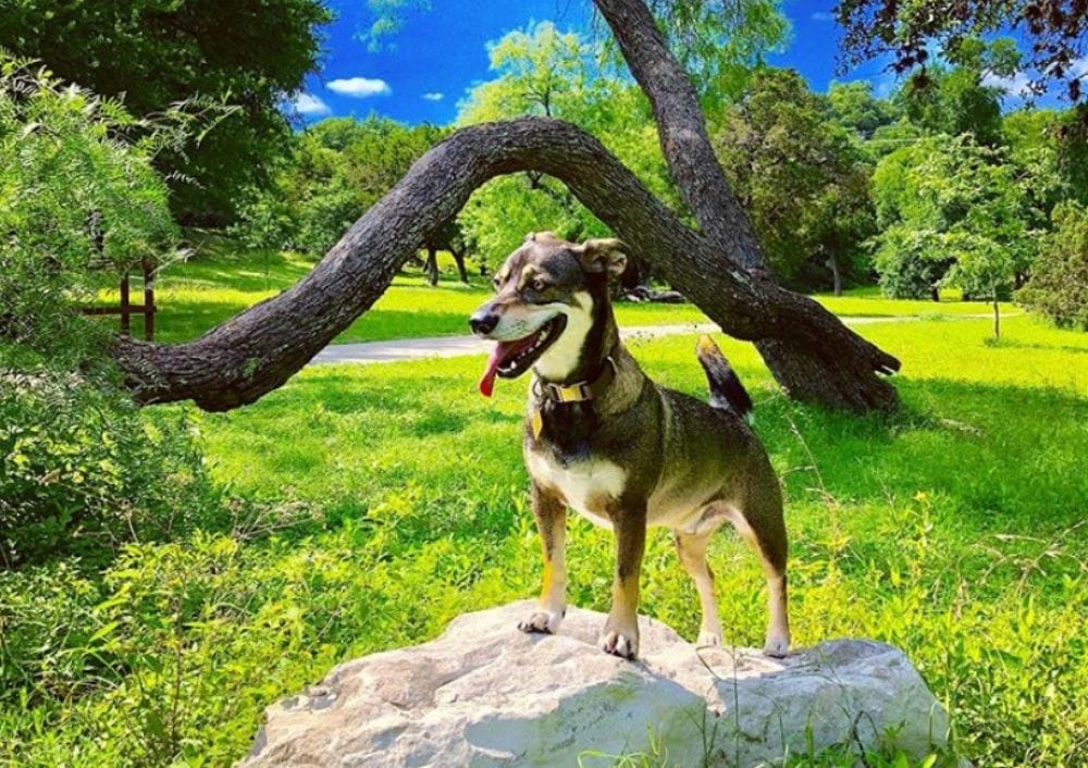 Let Your Pup Run Wild at These Austin Dog Parks – UNATION
