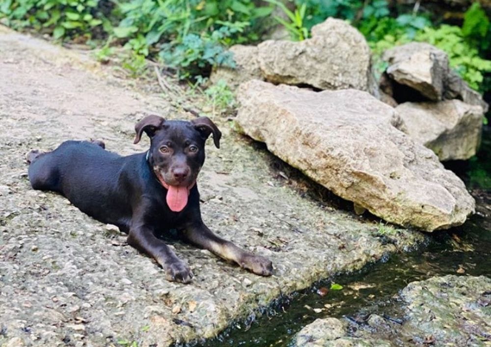 Let Your Pup Run Wild at These Austin Dog Parks – UNATION