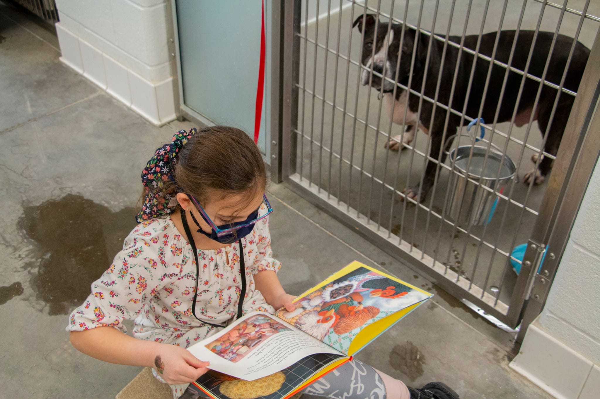 6 Pittsburgh Animal Rescues to Know | UNATION