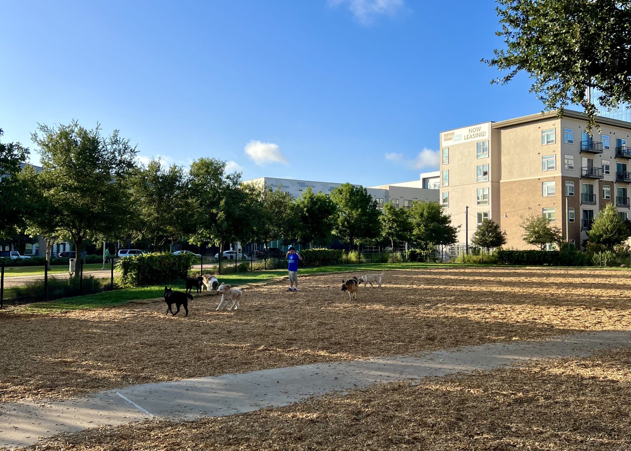 The Best Dog Parks in Austin To Bark About