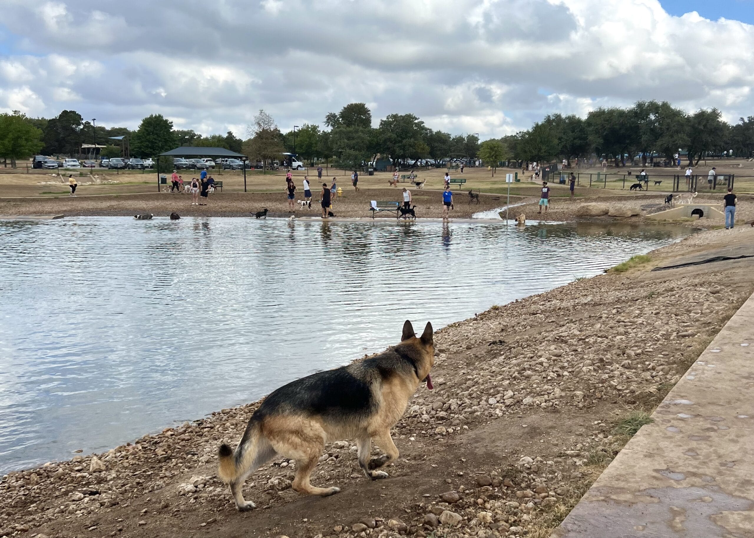 The Best Dog Parks in Austin To Bark About