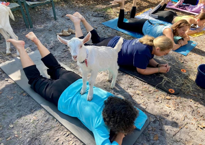 5+ Best Farms in Tampa to Visit