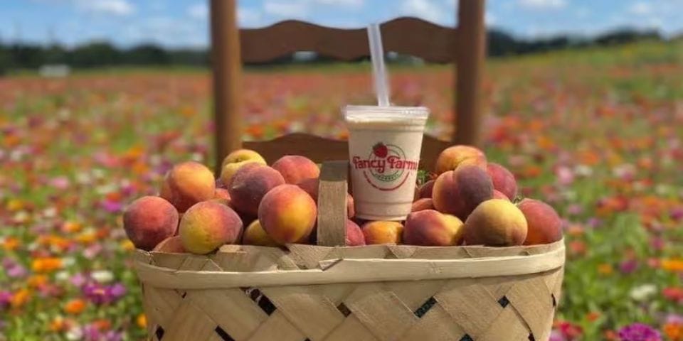 U-Pick Farms Near Tampa Bay You Need to Visit This Spring