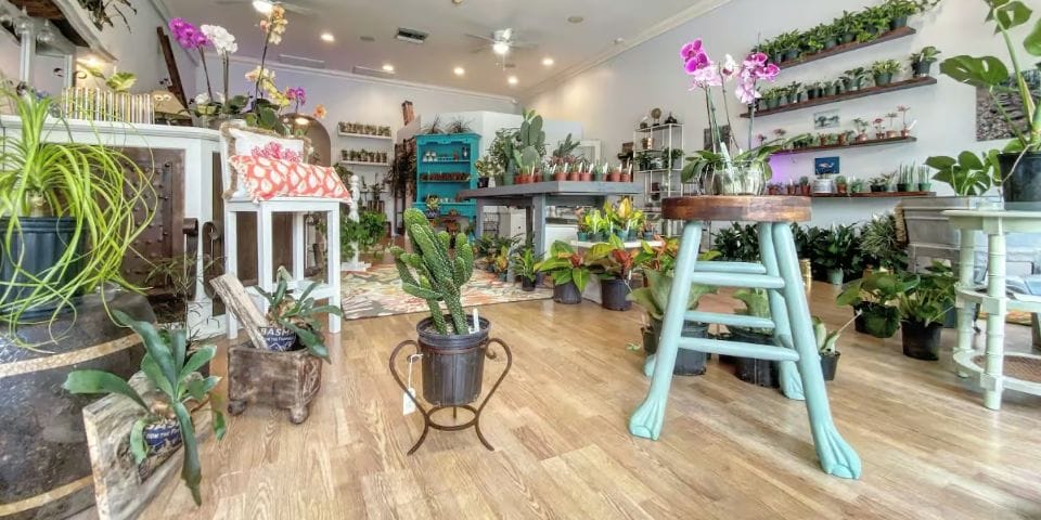 12+ Cute Plant & Flower Shops in Tampa Florida | UNATION